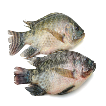Tilapia Fish - Now Now Express